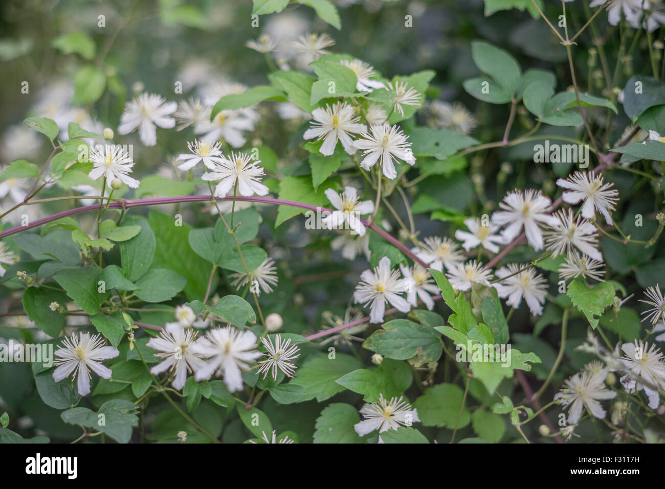 White clematis Paul Farges blossom Stock Photo - Alamy