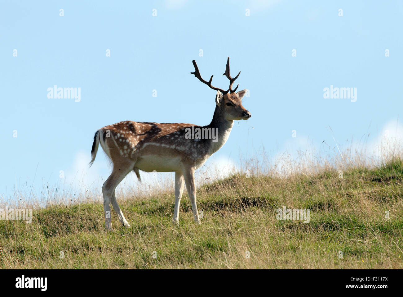 Knole park deer hi-res stock photography and images - Alamy