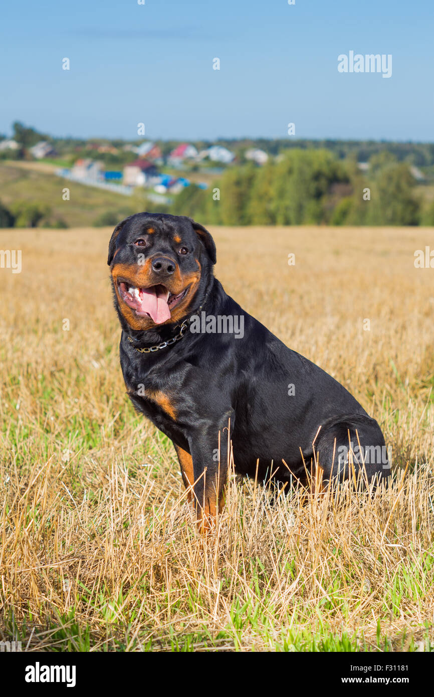 Rottweiler dog on natural background summer field Stock Photo - Alamy