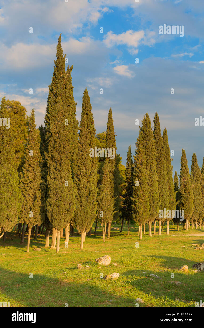 Cypress trees landscape tall trees summer evening Stock Photo - Alamy