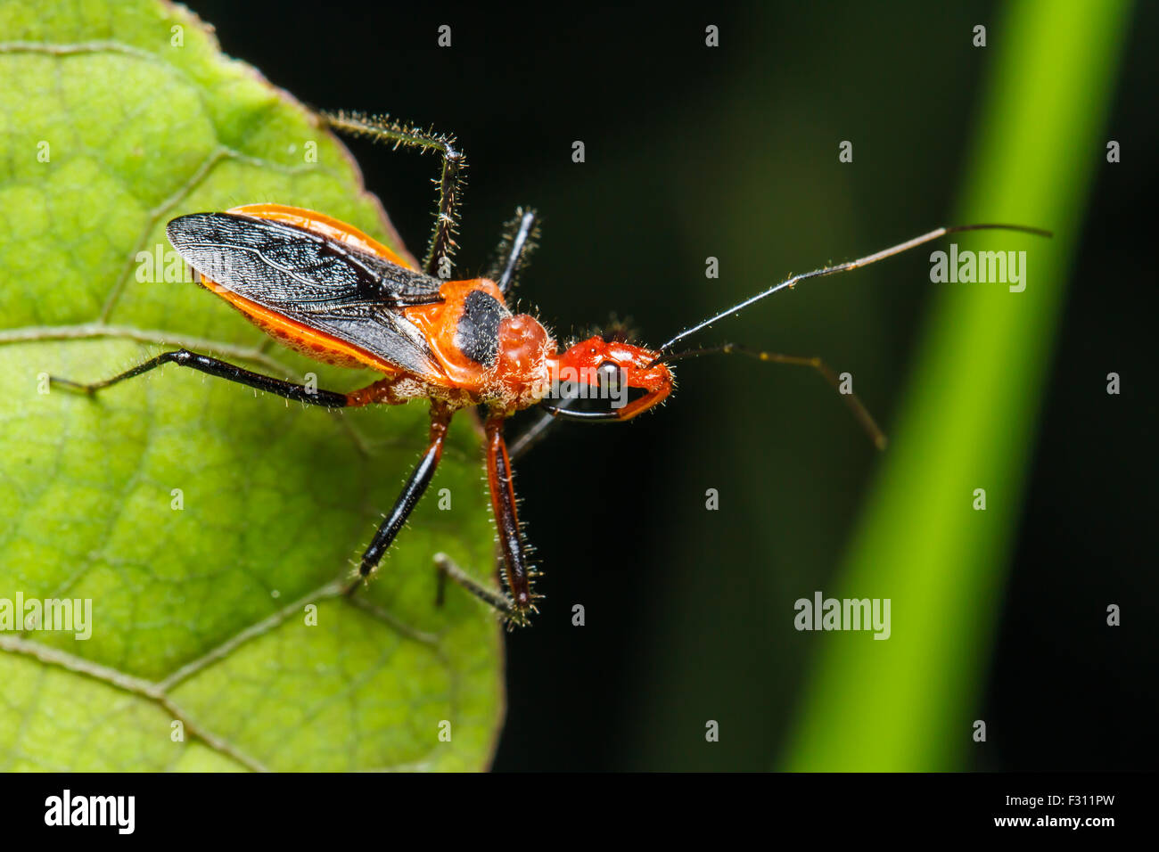 Insect on the green grass Stock Photo - Alamy