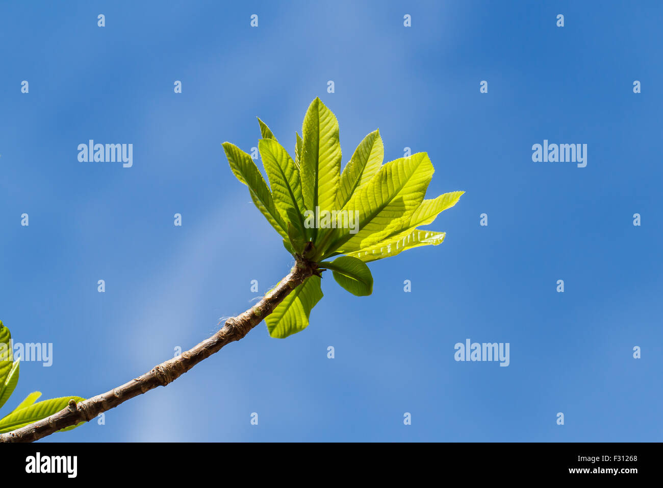 Branch with first green leaves in spring on young tree hi-res stock ...