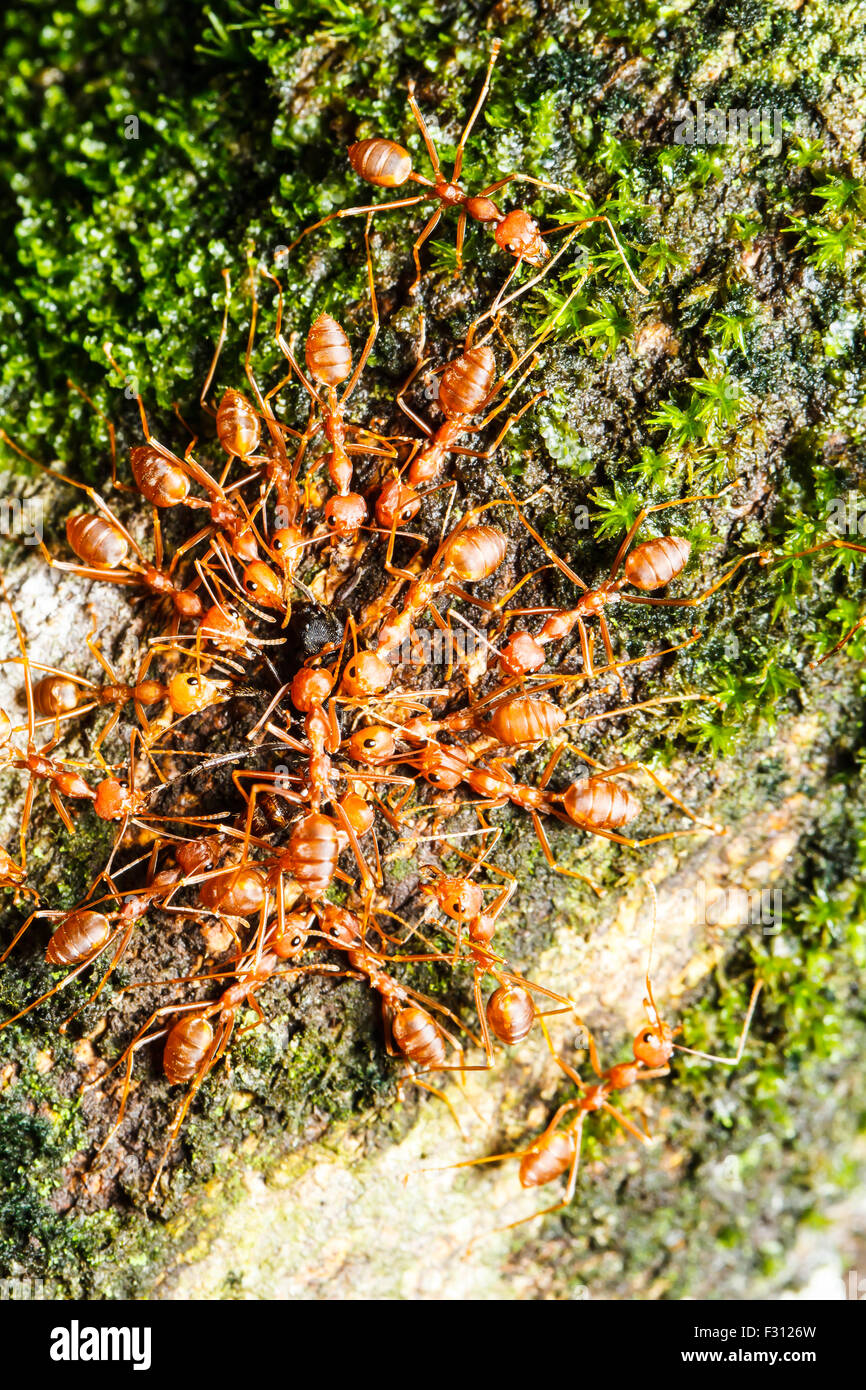 red ants teamwork Stock Photo - Alamy