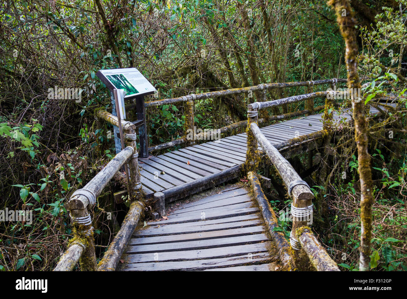 Ang Ka Nature Trail at Doi Inthanon National Park, Chiang Mai, Thailand ...