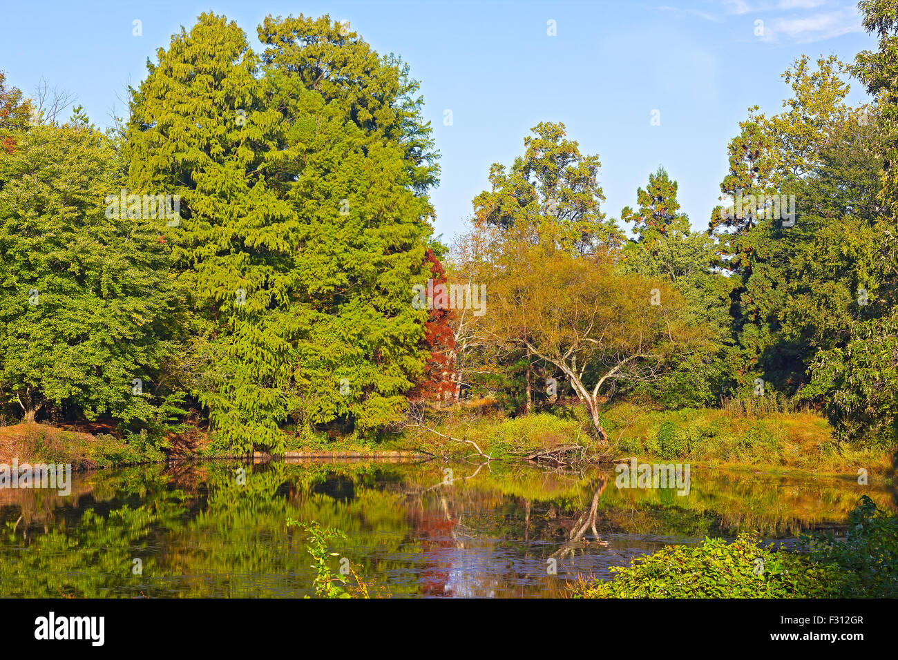 Green foliage around pond hi-res stock photography and images - Alamy