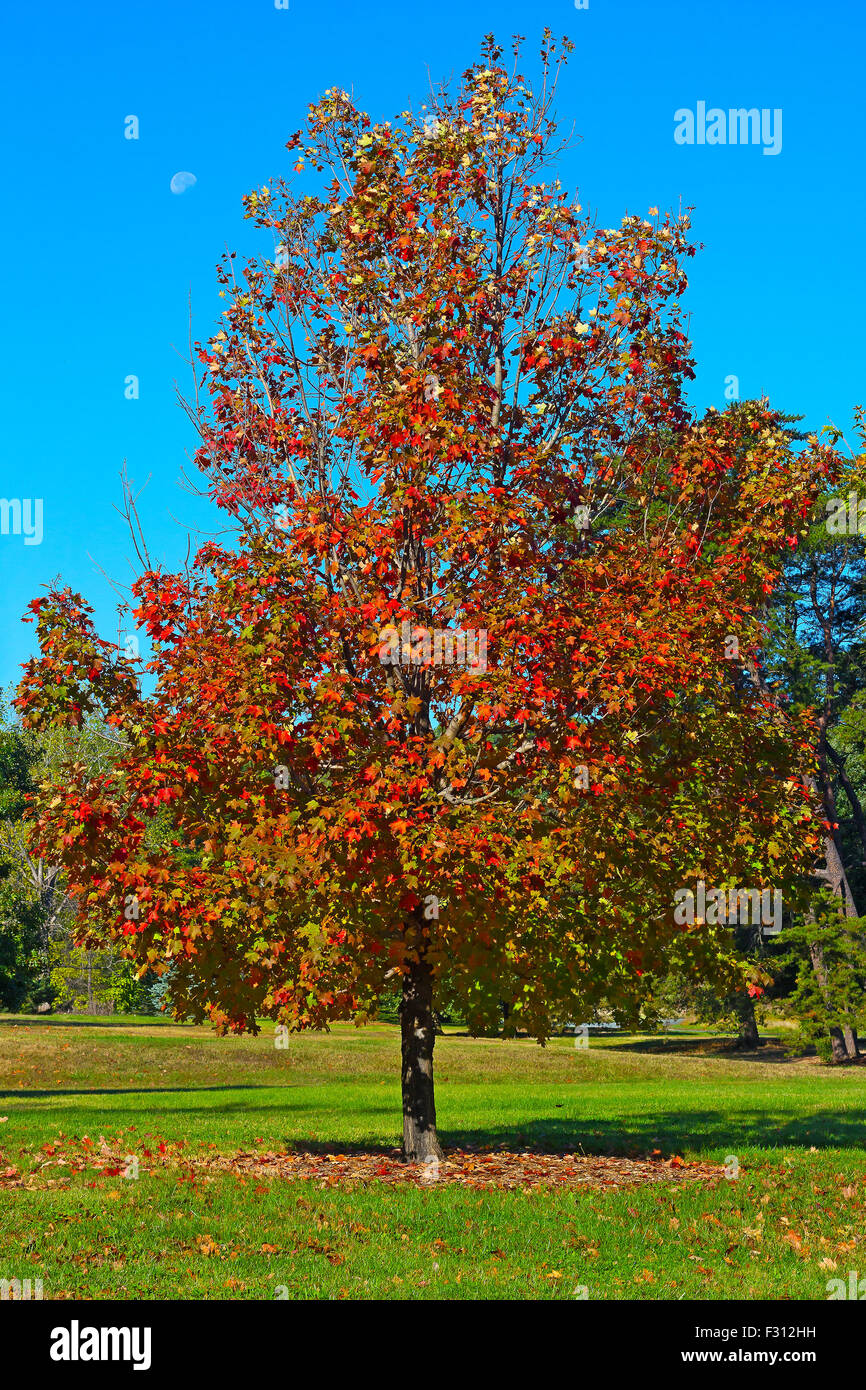 Colorful maple tree in autumn against a blue sky Stock Photo - Alamy