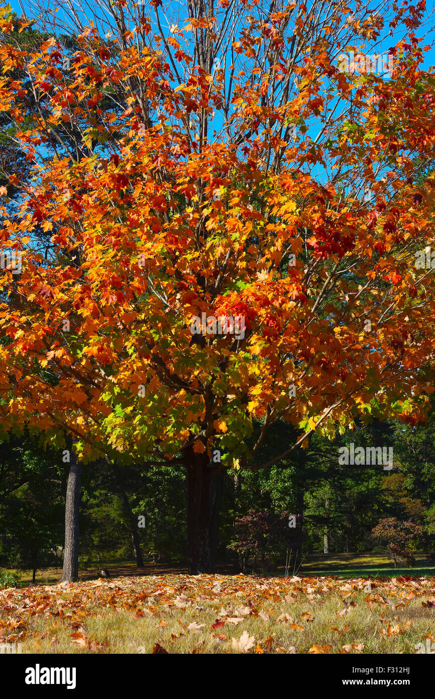 A maple tree in fall in National Arboretum, Washington DC Stock Photo ...