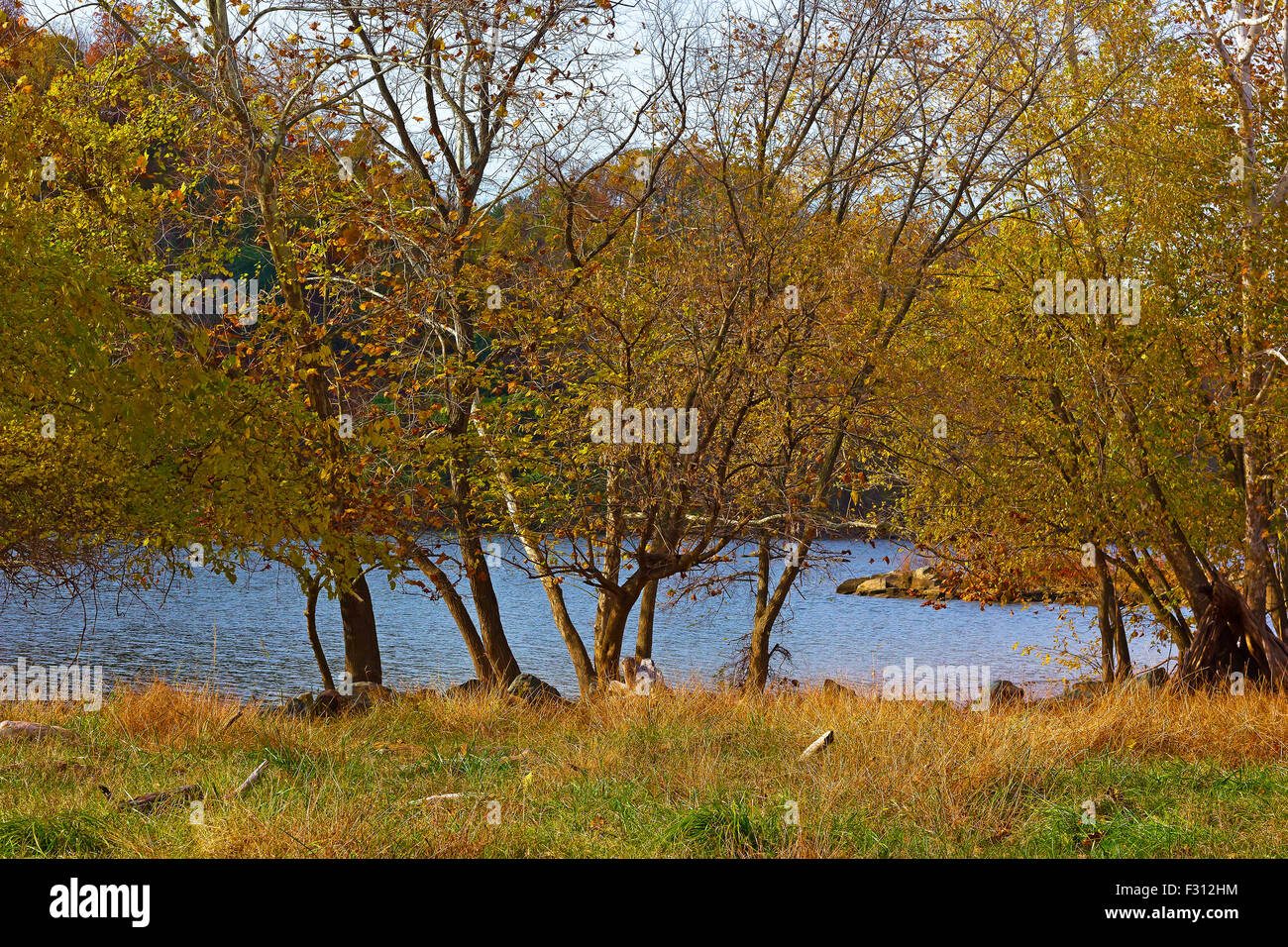 Trees in autumn colors near Potomac River at the Canal Historic ...