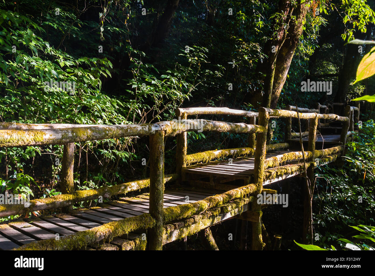 ang Ka Nature Trail at Doi Inthanon National Park, Chiang Mai, Thailand ...