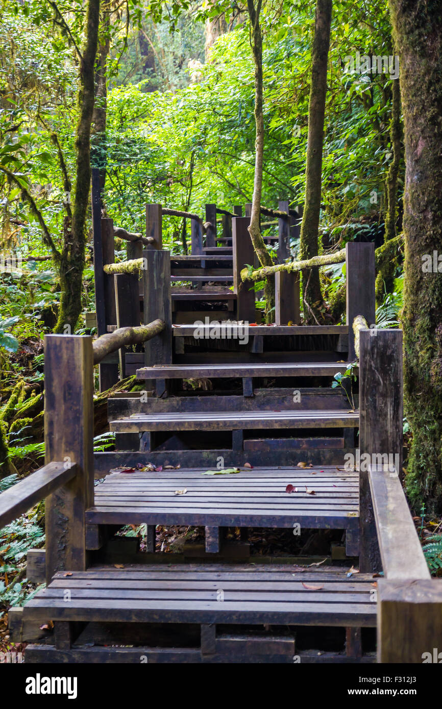 Ang Ka Nature Trail at Doi Inthanon National Park, Chiang Mai, Thailand ...