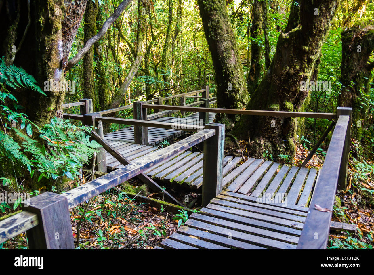 Ang Ka Nature Trail at Doi Inthanon National Park, Chiang Mai, Thailand ...