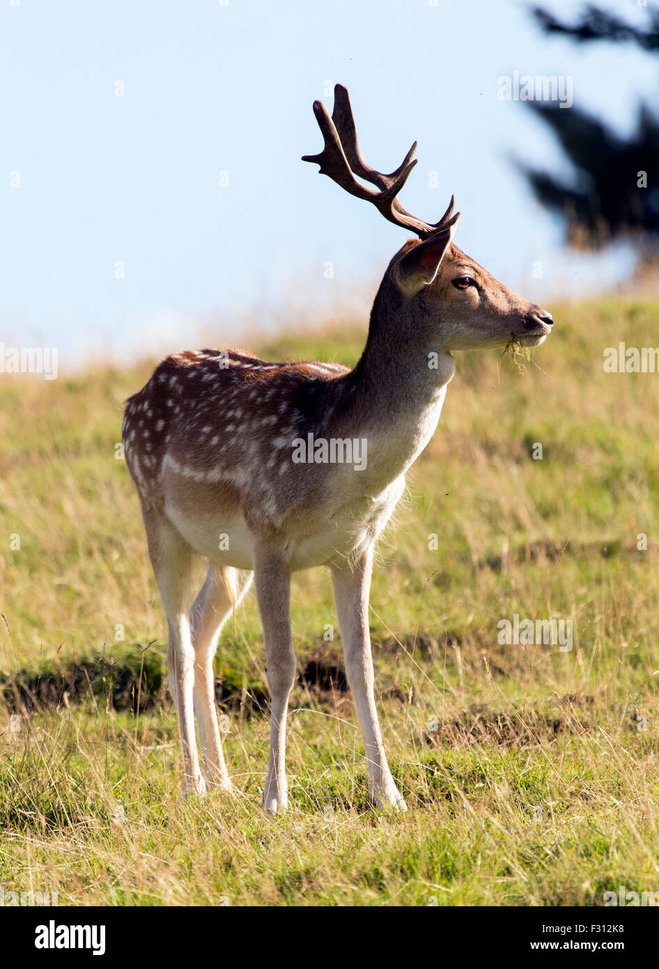 Knole park deer hi-res stock photography and images - Alamy
