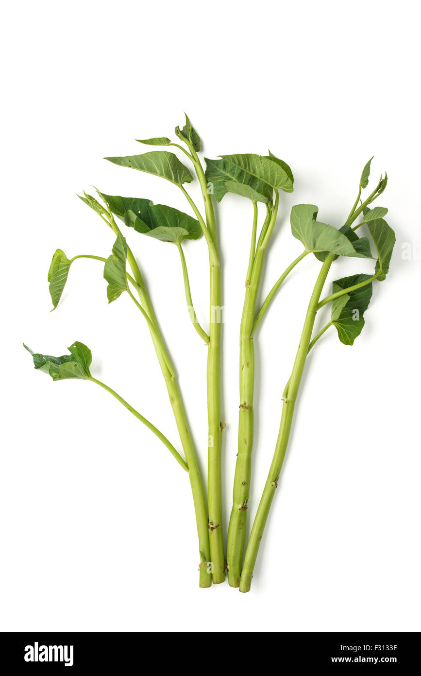 morning glory vegetable isolated on white Stock Photo - Alamy