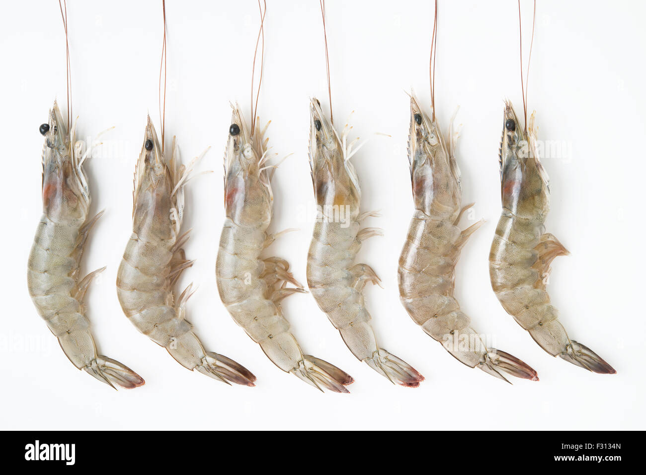 row of raw shrimp isolated on white Stock Photo - Alamy