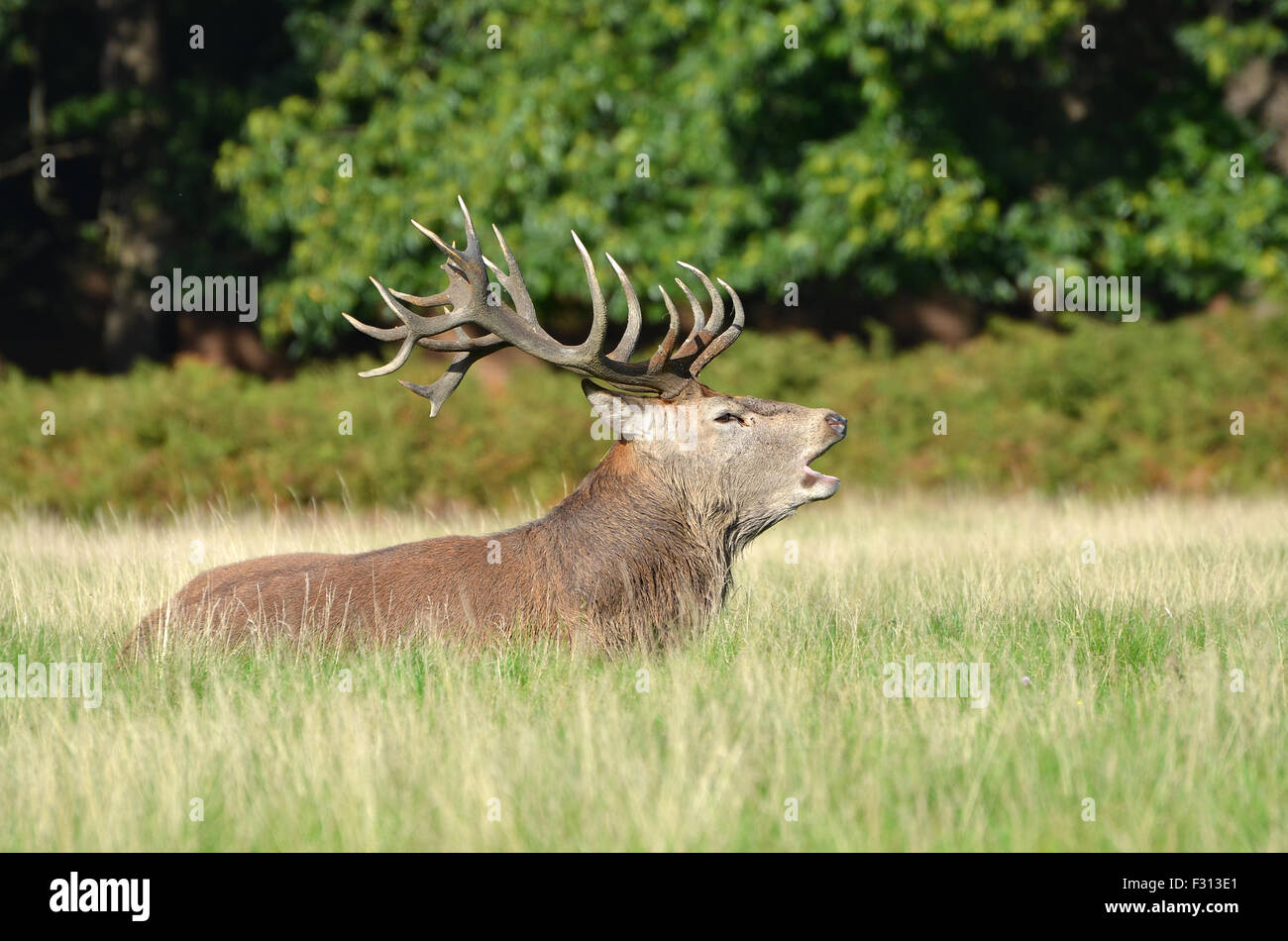 Red deer head hi-res stock photography and images - Alamy