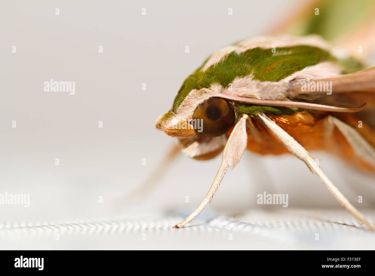 Moth in the nature Stock Photo - Alamy