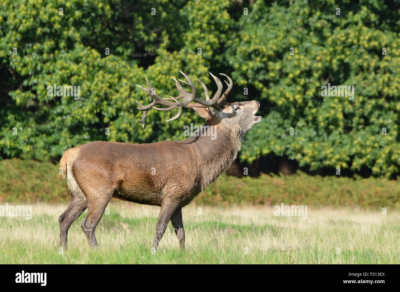 Royal elk hi-res stock photography and images - Alamy