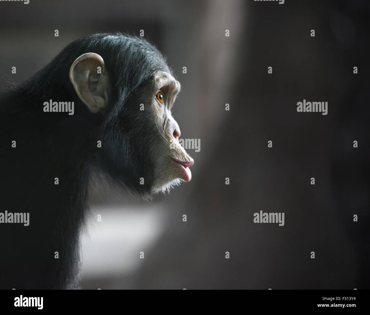 Chimpanzee Face High Resolution Stock Photography and Images - Alamy