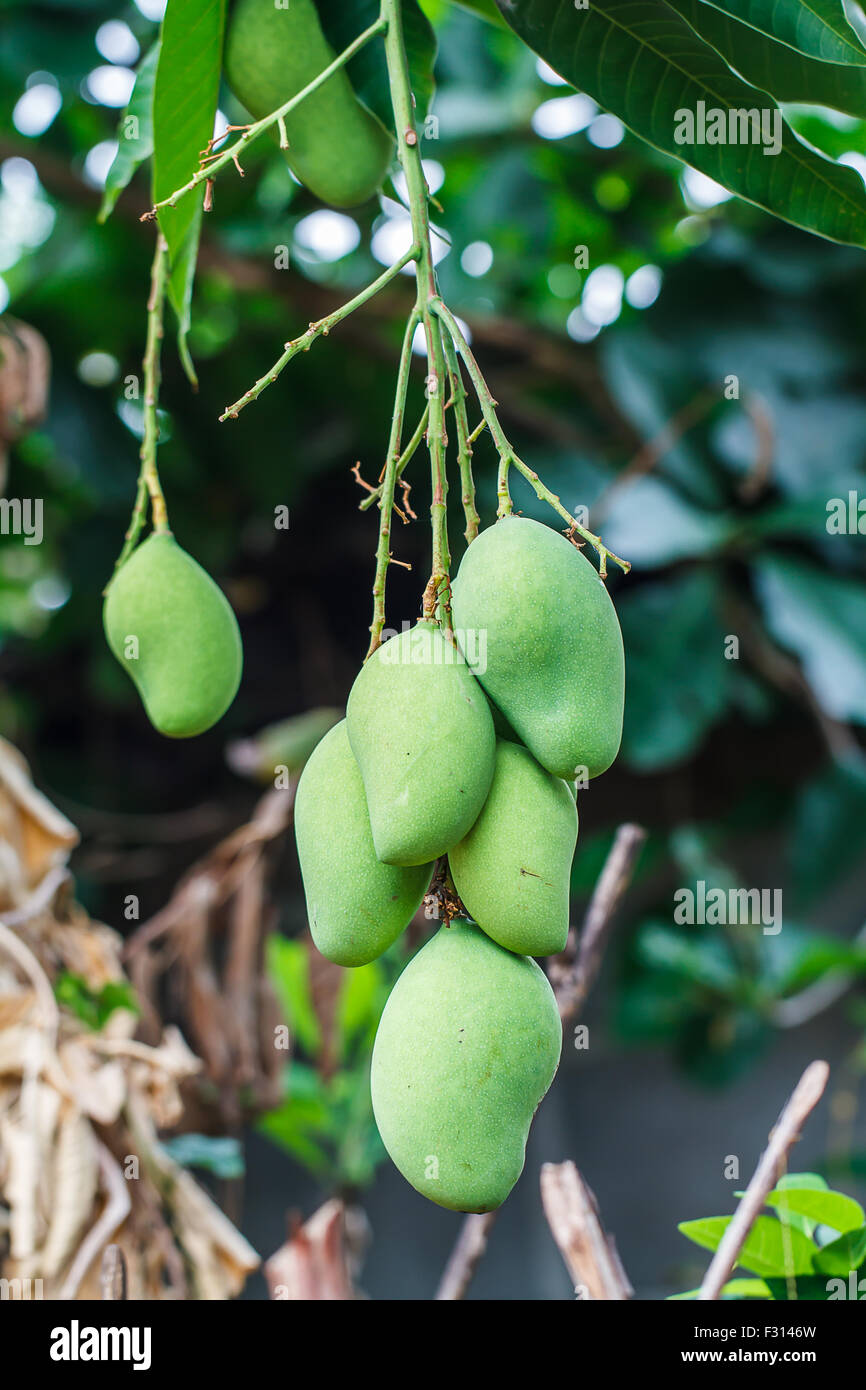 Mango on tree Stock Photo - Alamy