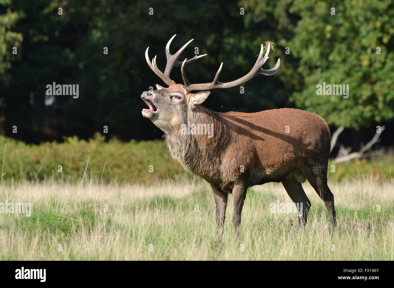 Red deer head, Cervus elaphus Stock Photo - Alamy