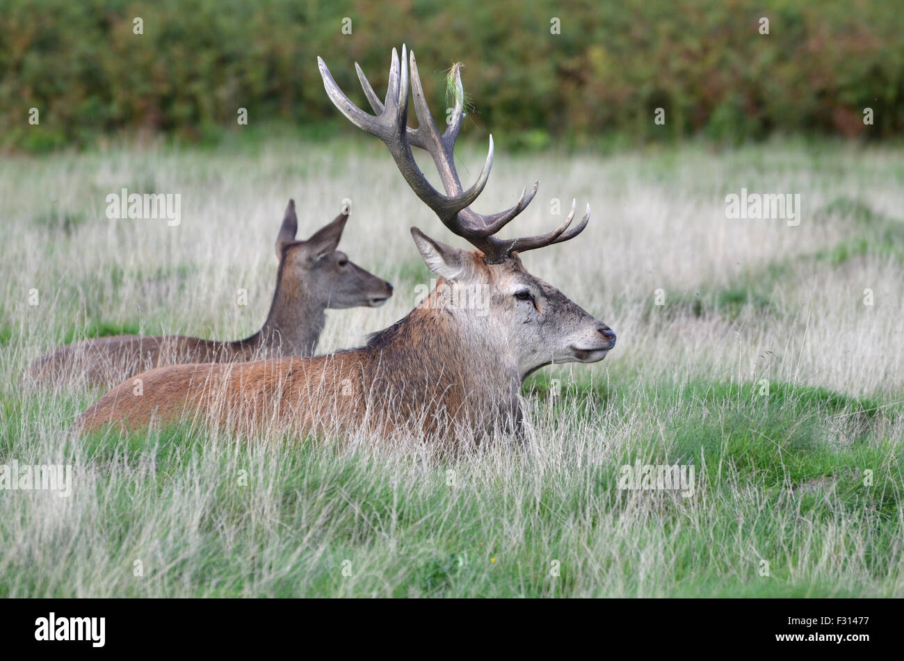 Red deer head, Cervus elaphus Stock Photo - Alamy