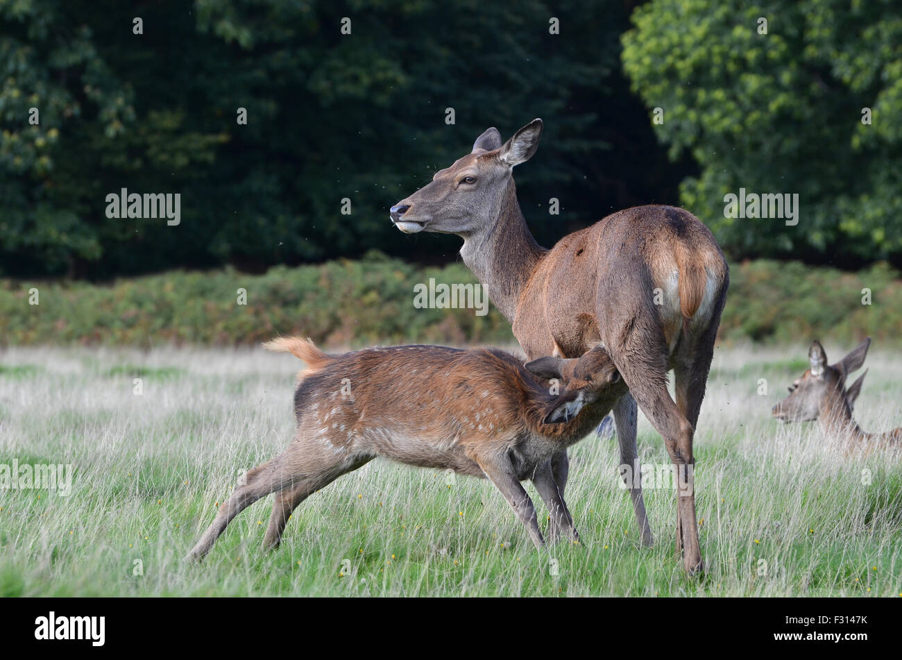 Red deer head hi-res stock photography and images - Alamy