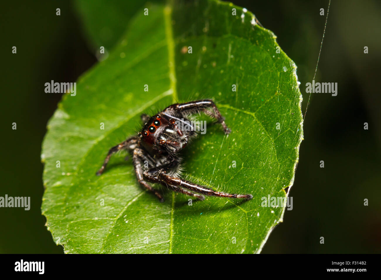 Jumping spider on green leaf Stock Photo - Alamy