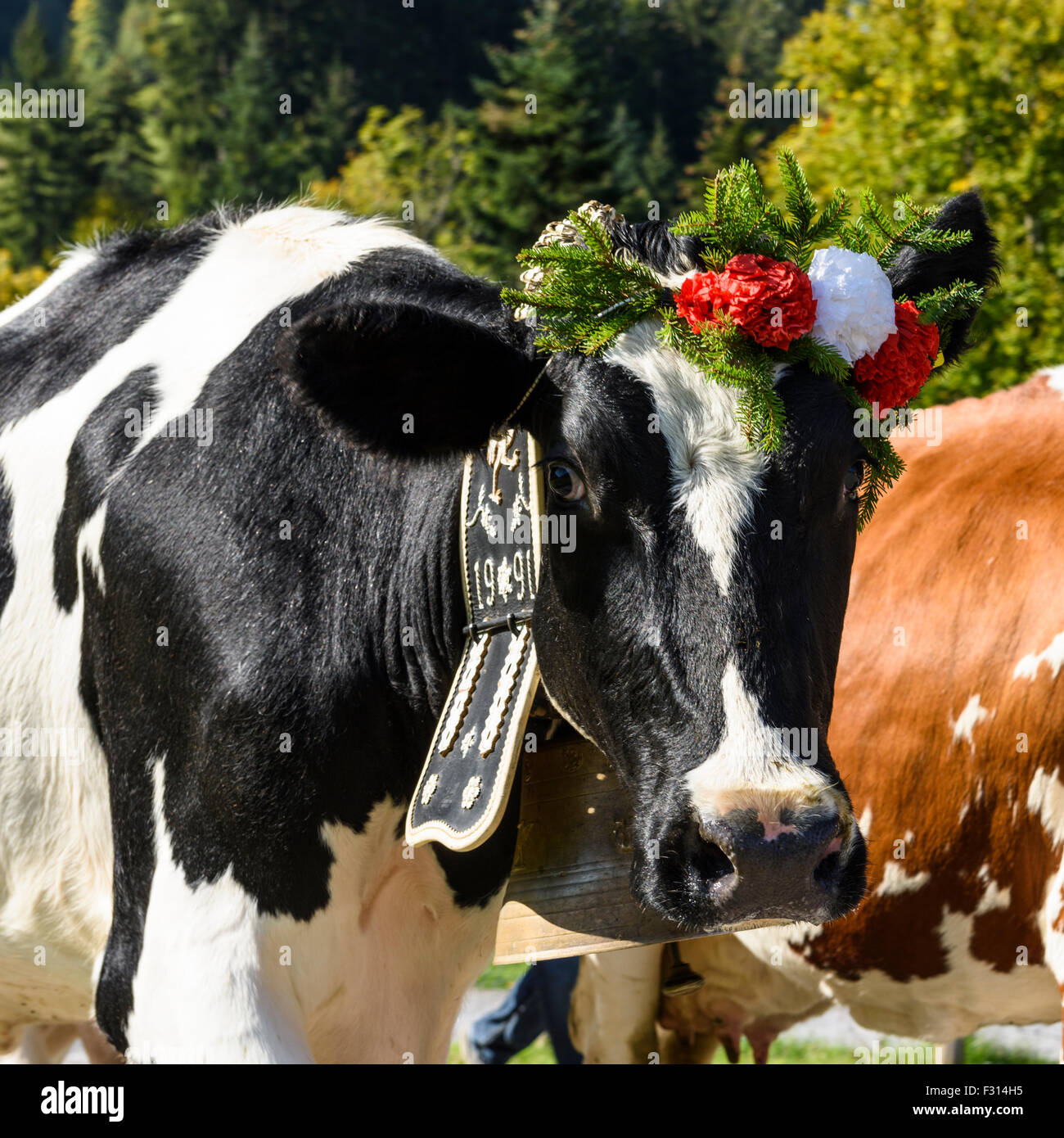 Farmers with a herd of cows on the annual transhumance at Charmey near ...