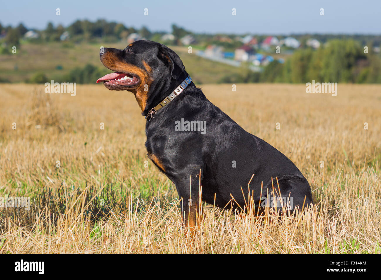 Rottweiler dog on natural background grass field Stock Photo - Alamy