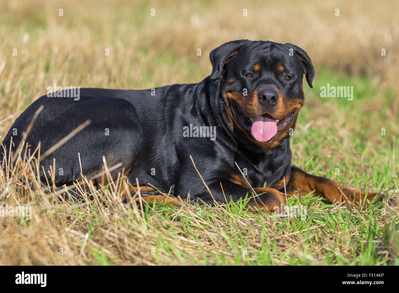 Rottweiler dog on natural background grass field Stock Photo - Alamy