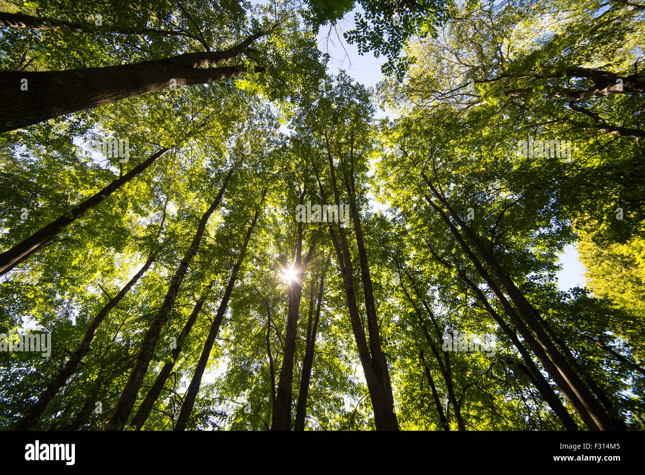 Sun shining through the trees, looking up Stock Photo - Alamy