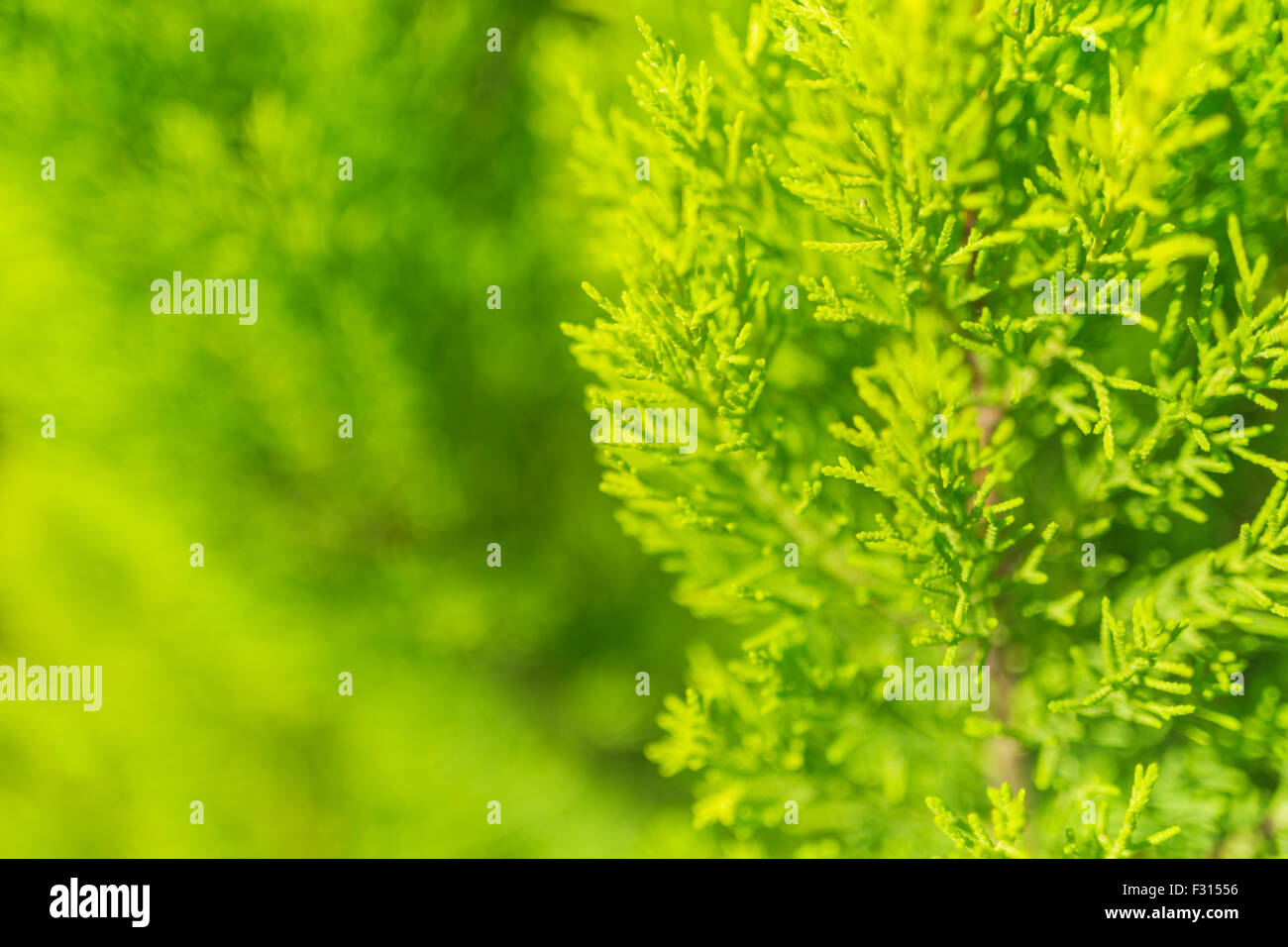 Evergreen thuja tree close up beautiful natural background Stock Photo ...