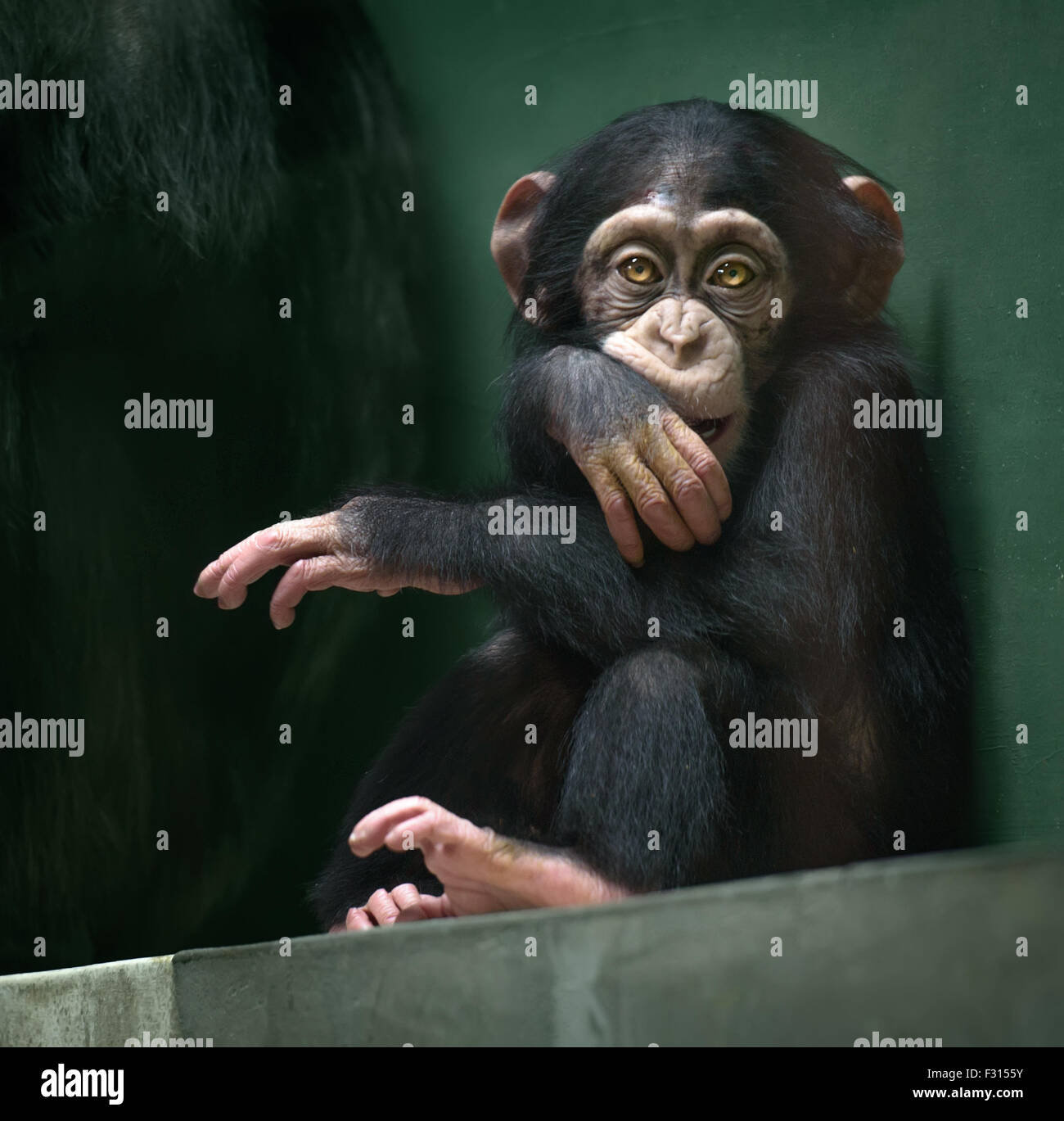 Sad chimp face hi-res stock photography and images - Alamy