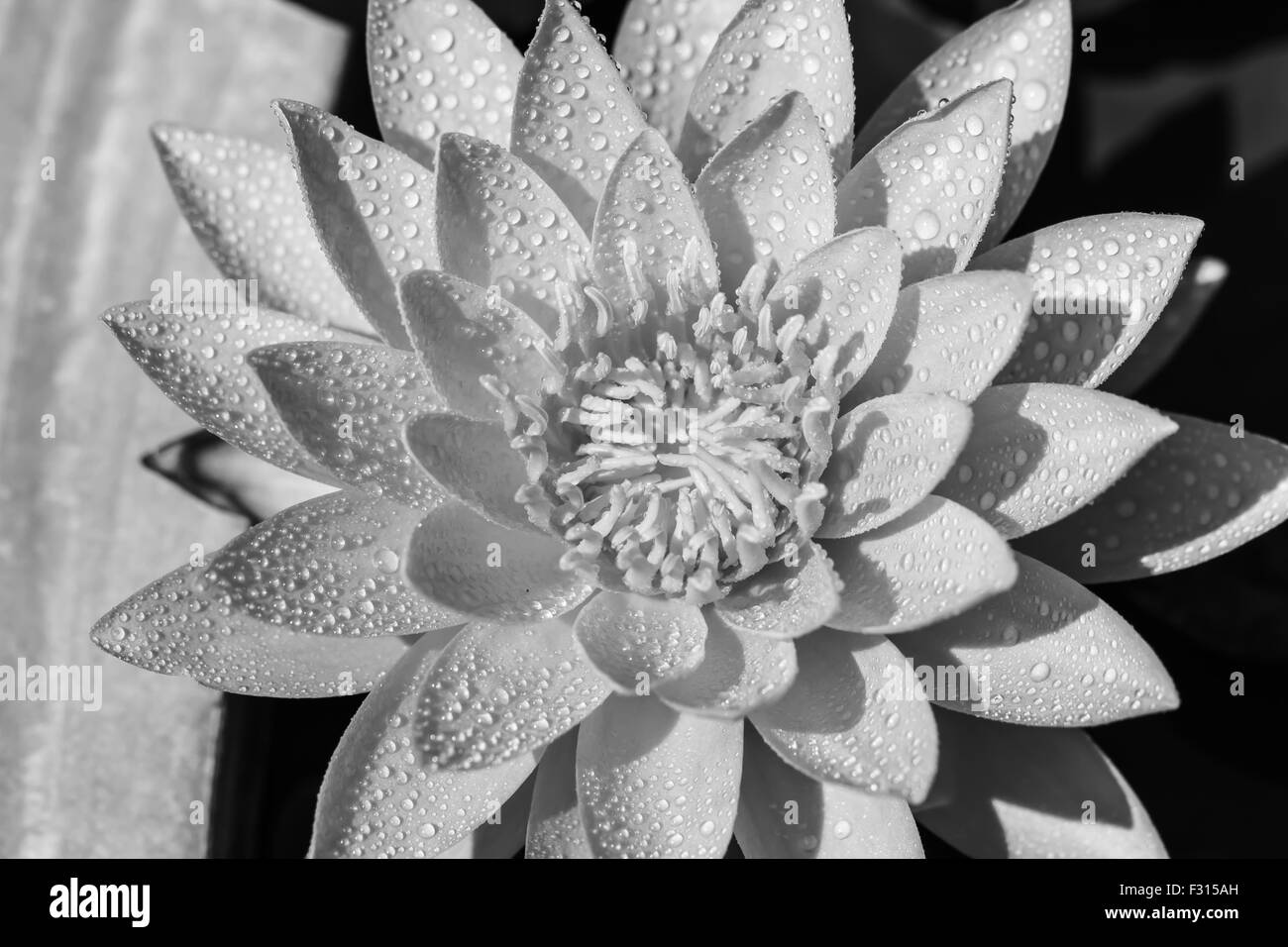 Lily in pink yellow Black and White Stock Photos & Images - Alamy