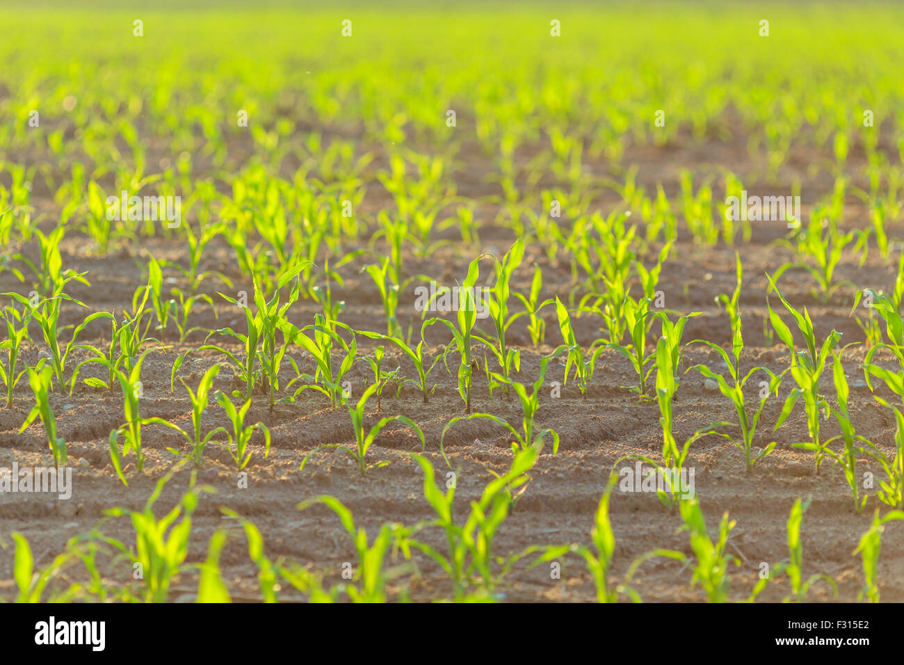 Maize shoots farmer field agriculture spring plant growing Stock Photo ...