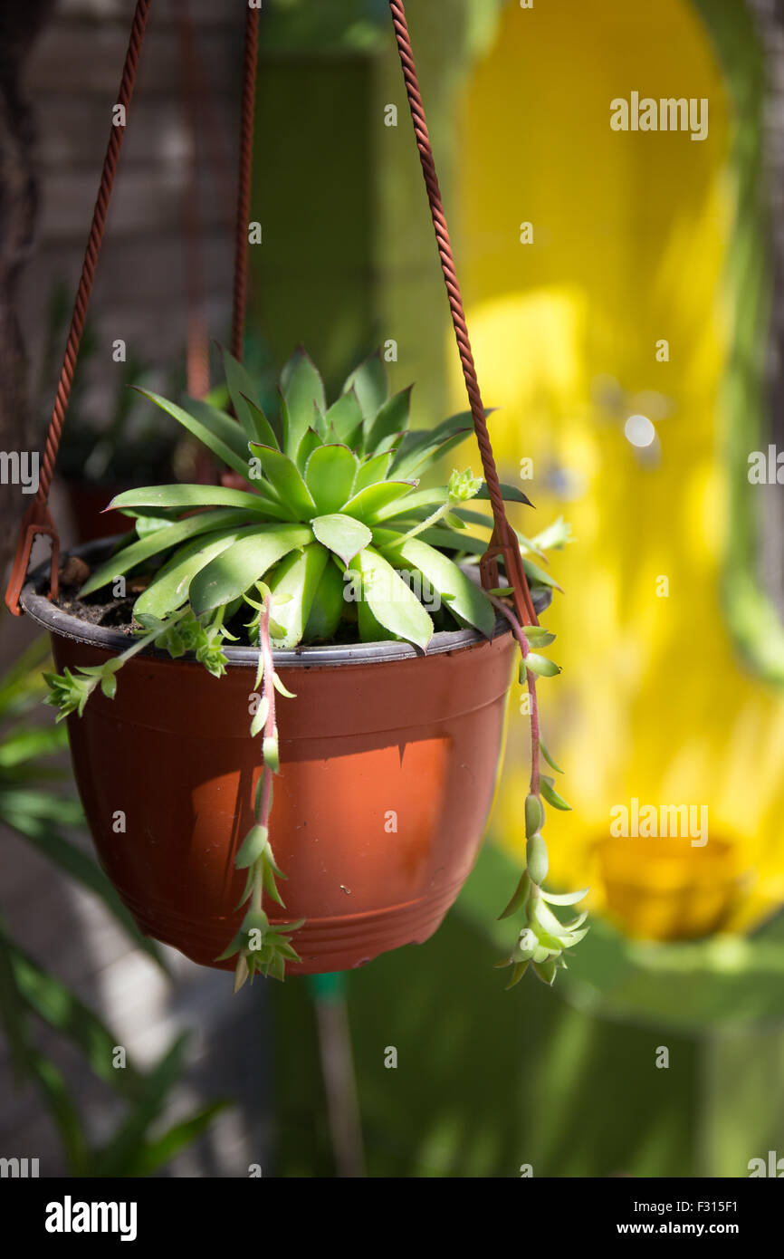 Flower in a cache-pot landscape design outdoor Stock Photo - Alamy
