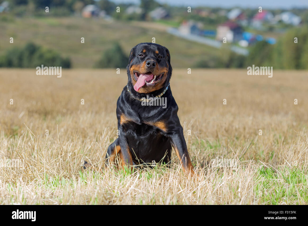 Rottweiler dog on natural background grass field Stock Photo - Alamy