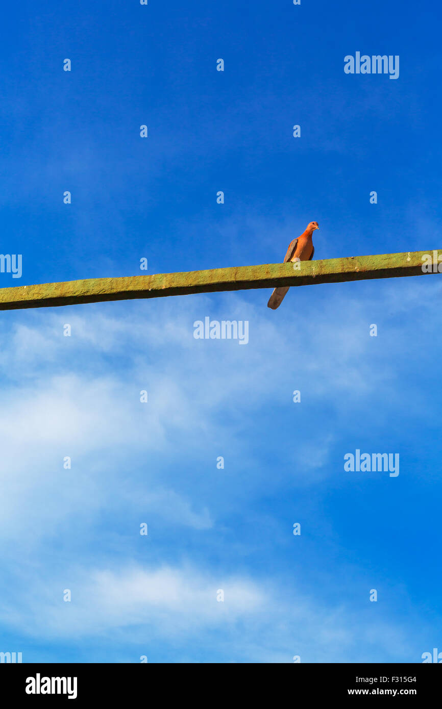 Bird sitting on a beam on blue sky background Stock Photo - Alamy