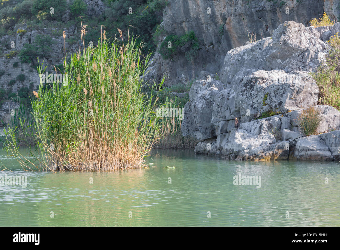 Lake water with reed grass and rock Stock Photo - Alamy