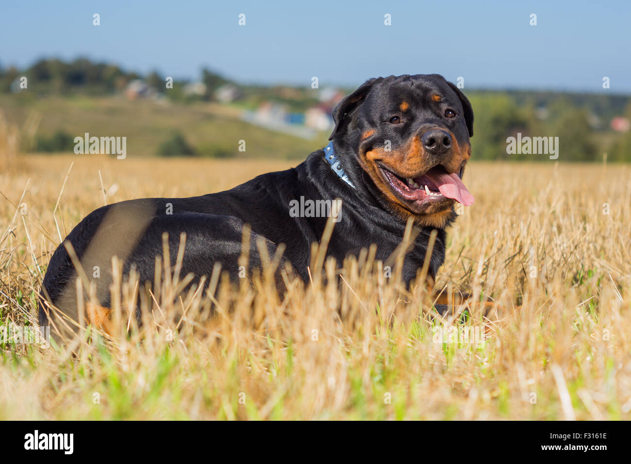 Rottweiler dog on natural background grass field Stock Photo - Alamy