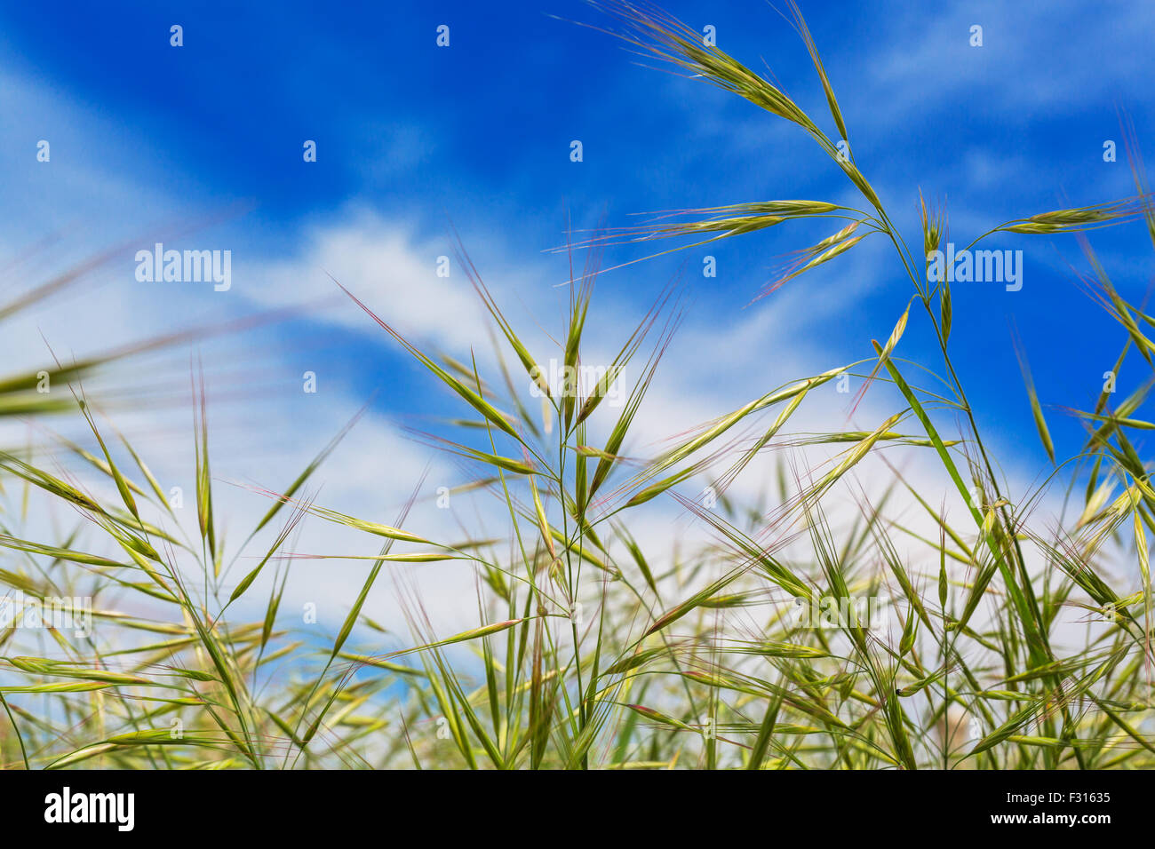 Wheat ears natural spring field background sky Stock Photo - Alamy