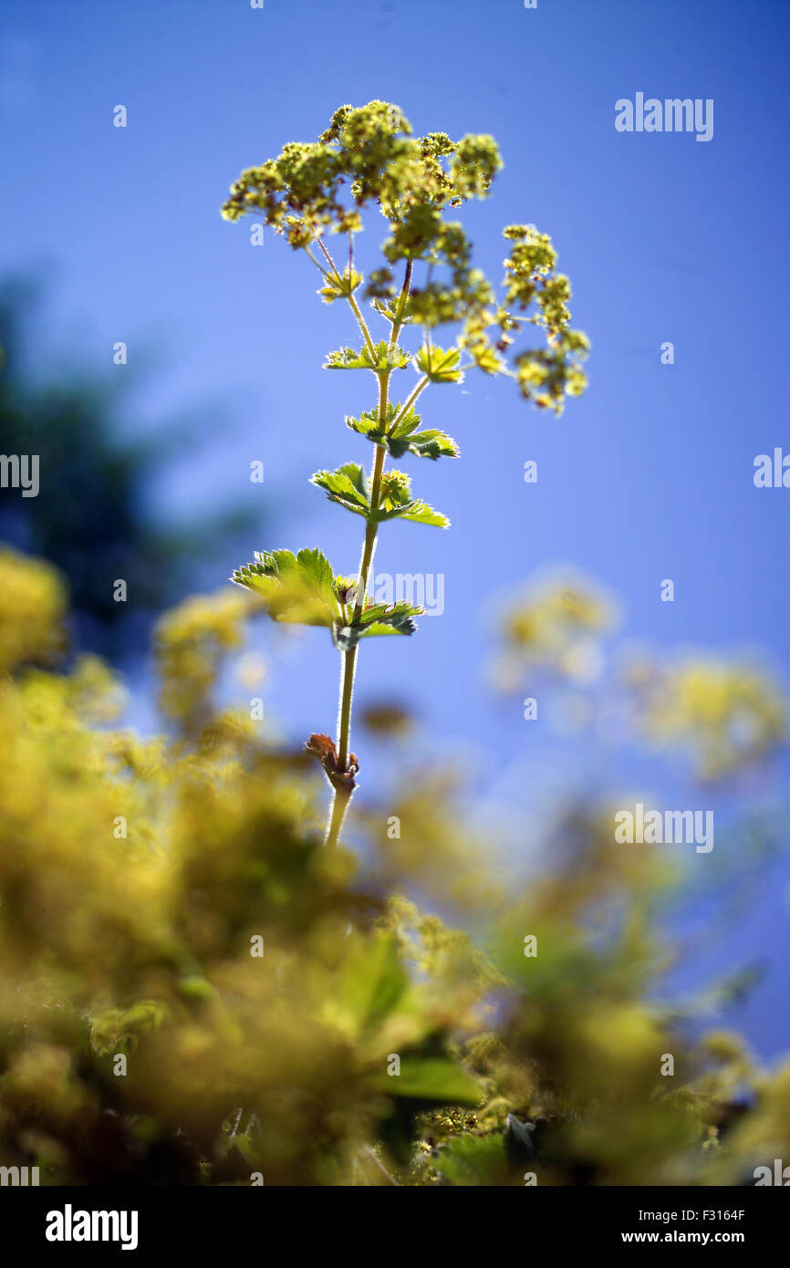 Beauty of alchemilla hi-res stock photography and images - Alamy