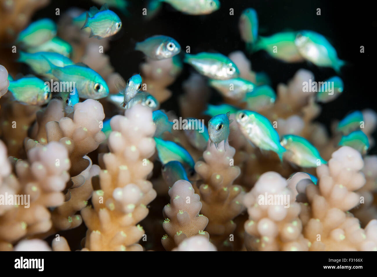 Bluegreen hi-res stock photography and images - Alamy