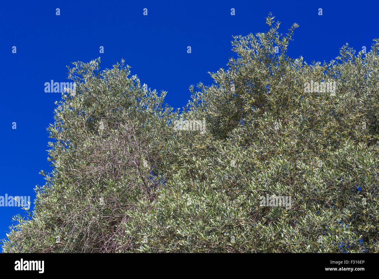 Olive tree crown on blue sky background Stock Photo - Alamy