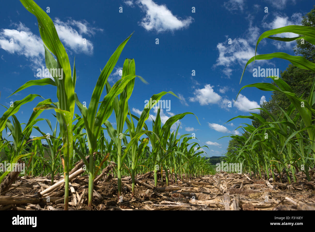Young corn plants hi-res stock photography and images - Alamy