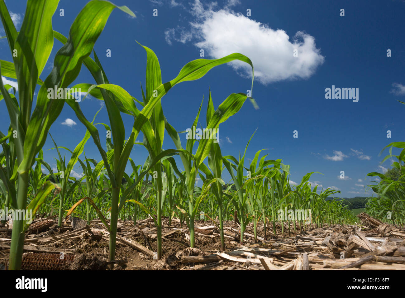 Young corn plants hi-res stock photography and images - Alamy