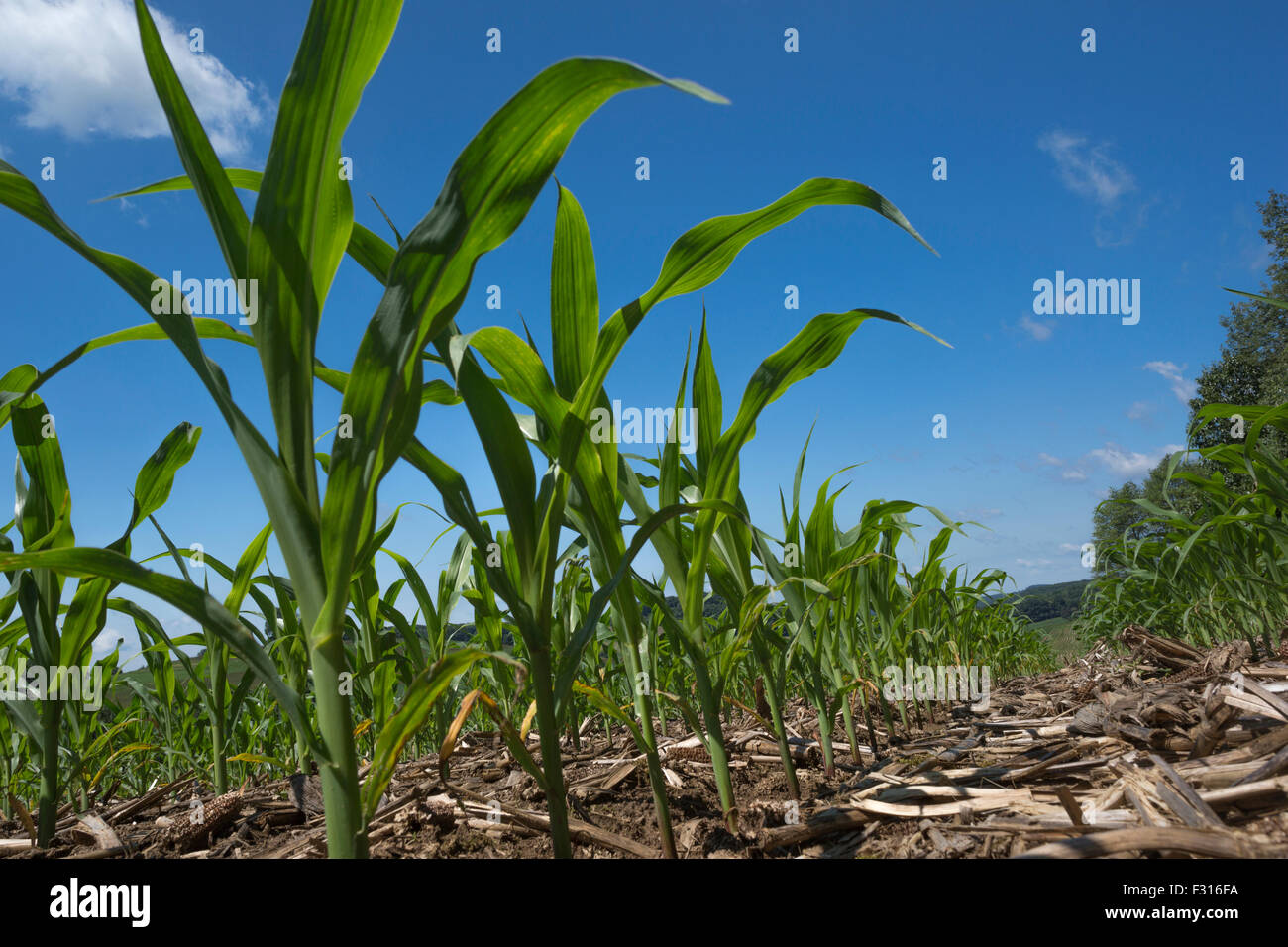 Young corn plants hi-res stock photography and images - Alamy