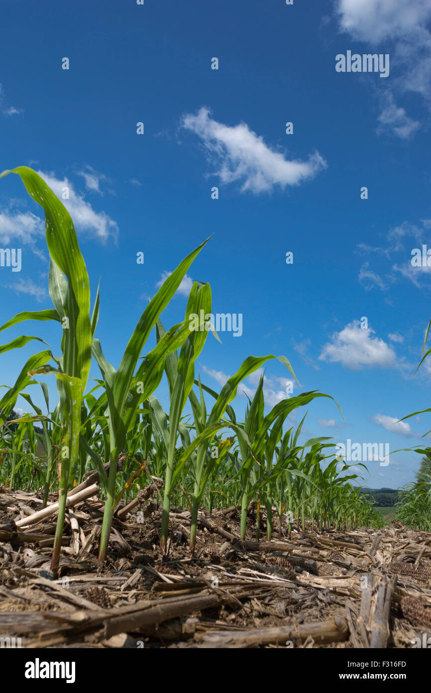 YOUNG CORN PLANTS KNEE HIGH BY THE FOURTH OF JULY JEFFERSON COUNTY ...