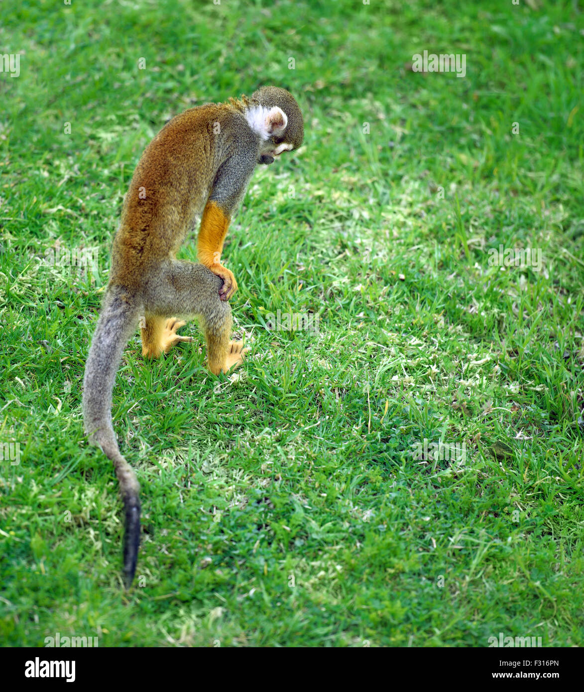 Monkey in grass hi-res stock photography and images - Alamy