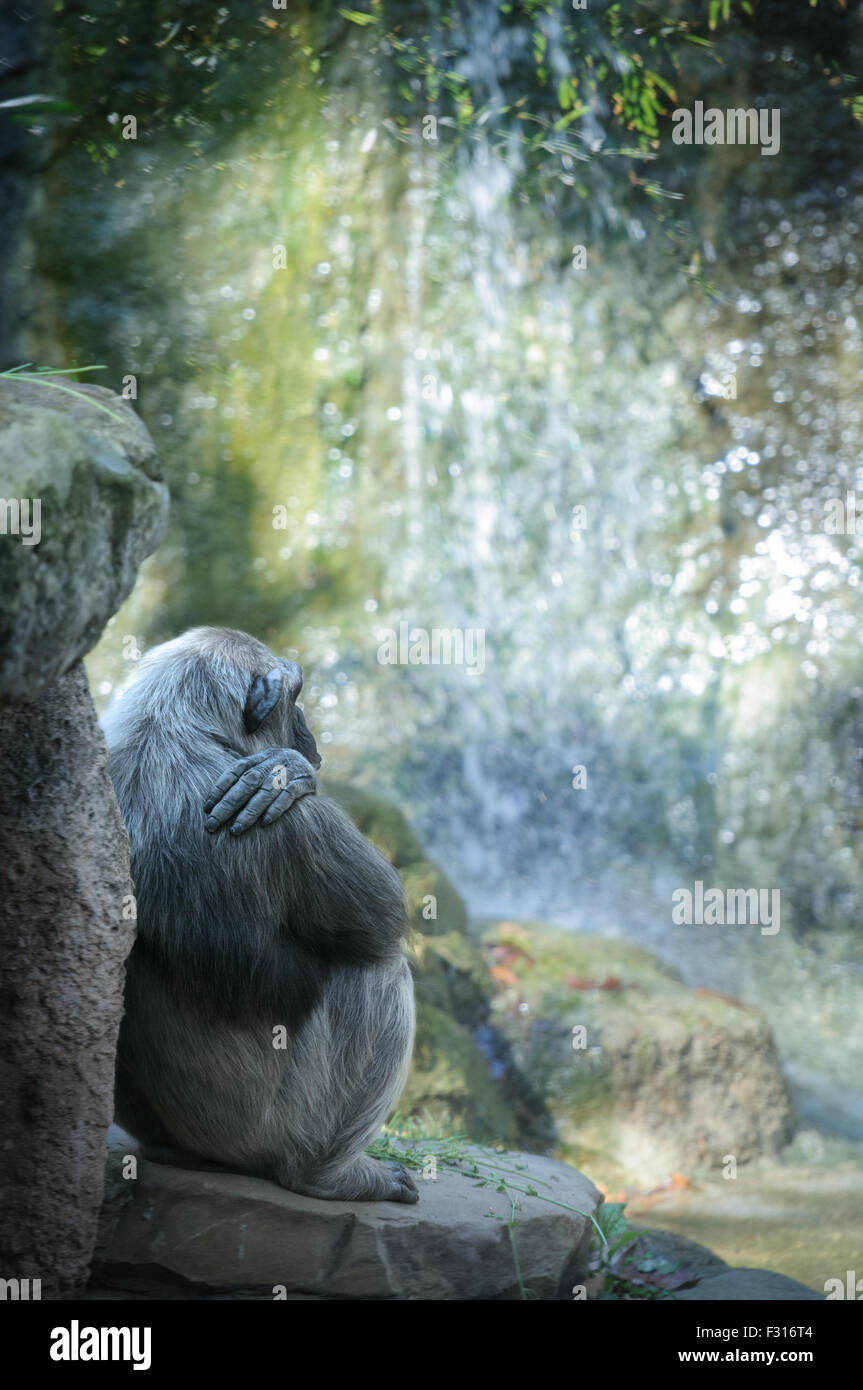 Chimpanzee sitting with its back to camera looking at waterfall Stock ...